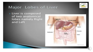 Liver Gross Anatomy.pptx