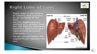 Liver Gross Anatomy.pptx