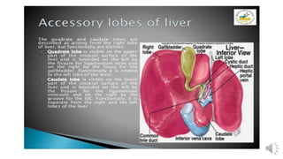 Liver Gross Anatomy.pptx