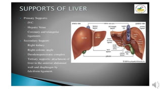 Liver Gross Anatomy.pptx