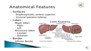 Liver Gross Anatomy.pptx