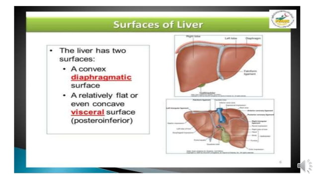 Liver Gross Anatomy.pptx | Endocrine and Metabolic Diseases | Diseases ...