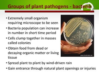 lec 1 plant pathology.pptx