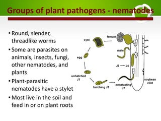 lec 1 plant pathology.pptx
