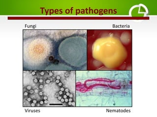 lec 1 plant pathology.pptx