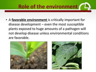 lec 1 plant pathology.pptx