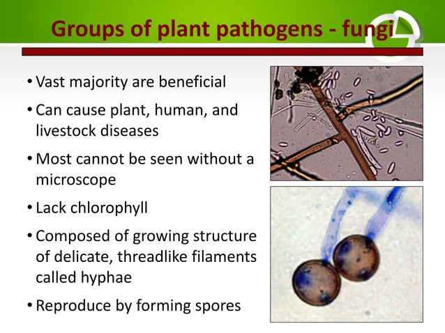 lec 1 plant pathology.pptx