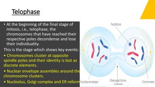 Lec1 cell cycle and mitosis | PPT