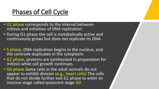 Lec1 cell cycle and mitosis | PPT