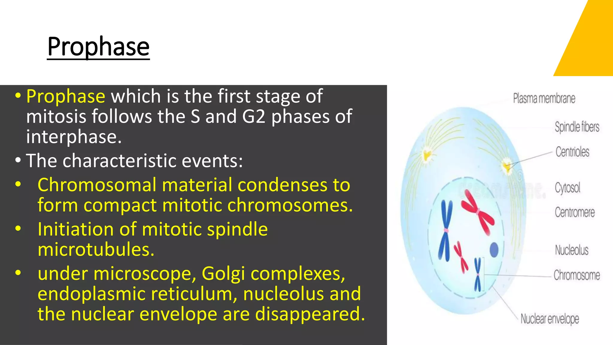 cell cycle and mitosis | PPTX
