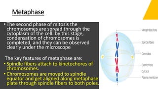 cell cycle and mitosis | PPTX