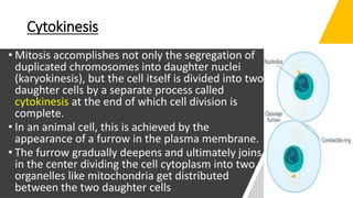 cell cycle and mitosis | PPT