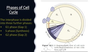 cell cycle and mitosis | PPTX