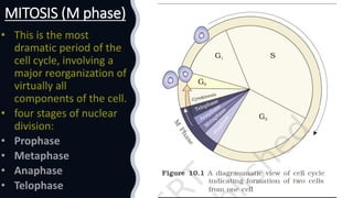 cell cycle and mitosis | PPTX