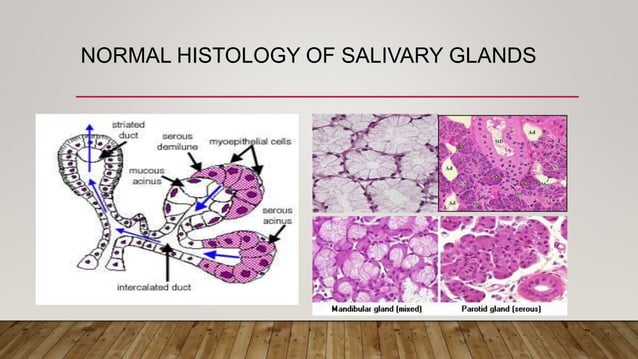 salivary gland and esophagus | PPT