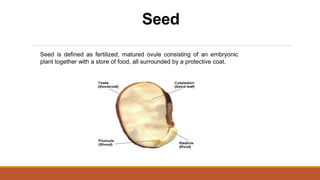 lec1 seed development.pptx | Infertility | Reproductive Health