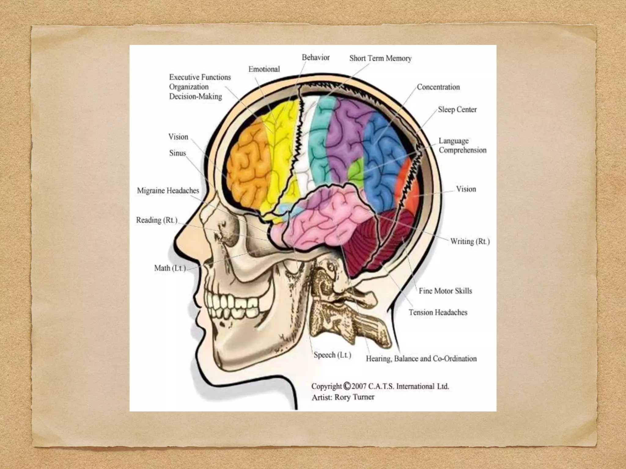 Lecture 1 skull chapter (1) | PPTX