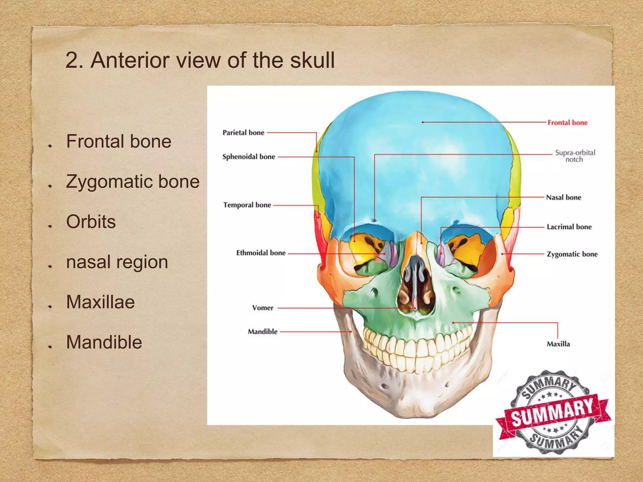 Lecture 1 skull chapter (1) | PPTX
