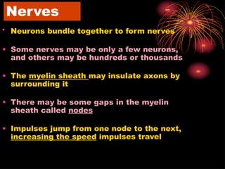 Lec 1 The Nervous system.pptxLec 1 The Nervous system.pptxLec 1 The ...
