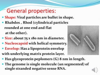 Presentation about family rhabdoviridae.pdf