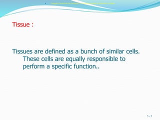 lec 2 تشريح.ppt