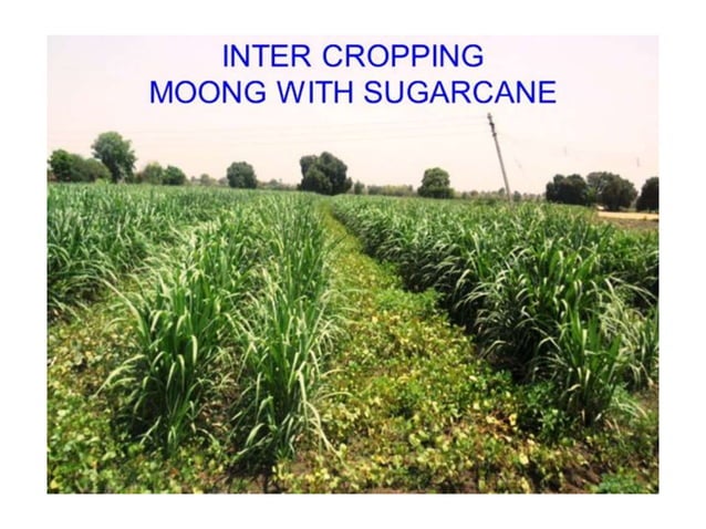 cropping system types | PPTX | Agriculture | Industries
