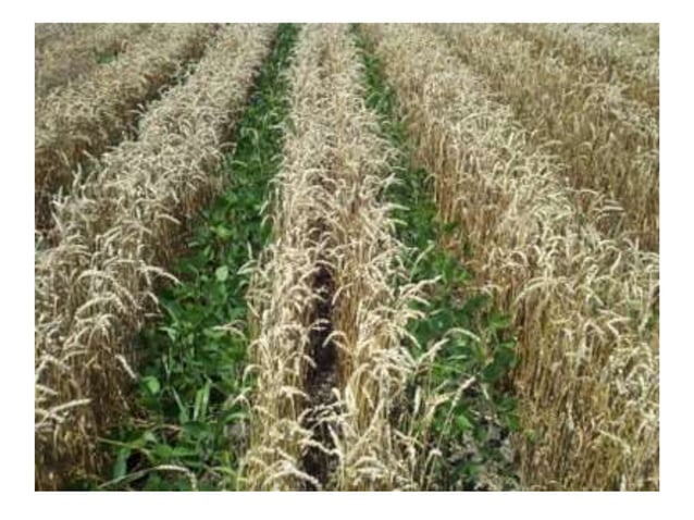 cropping system types | PPTX | Agriculture | Industries