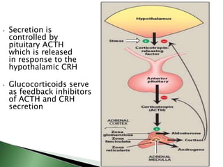 Lec 2 - Adrenal hormones.pptx