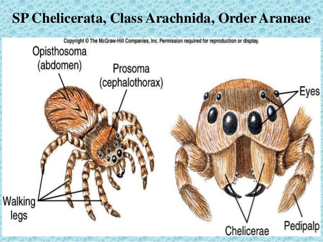 invertebrates : chelicera