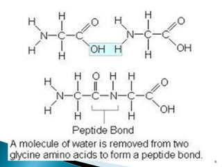 Lec 2 level 3-nu(structure of protein) | PDF