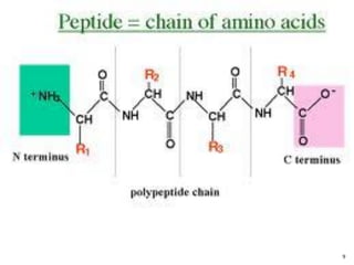 Lec 2 level 3-nu(structure of protein) | PDF
