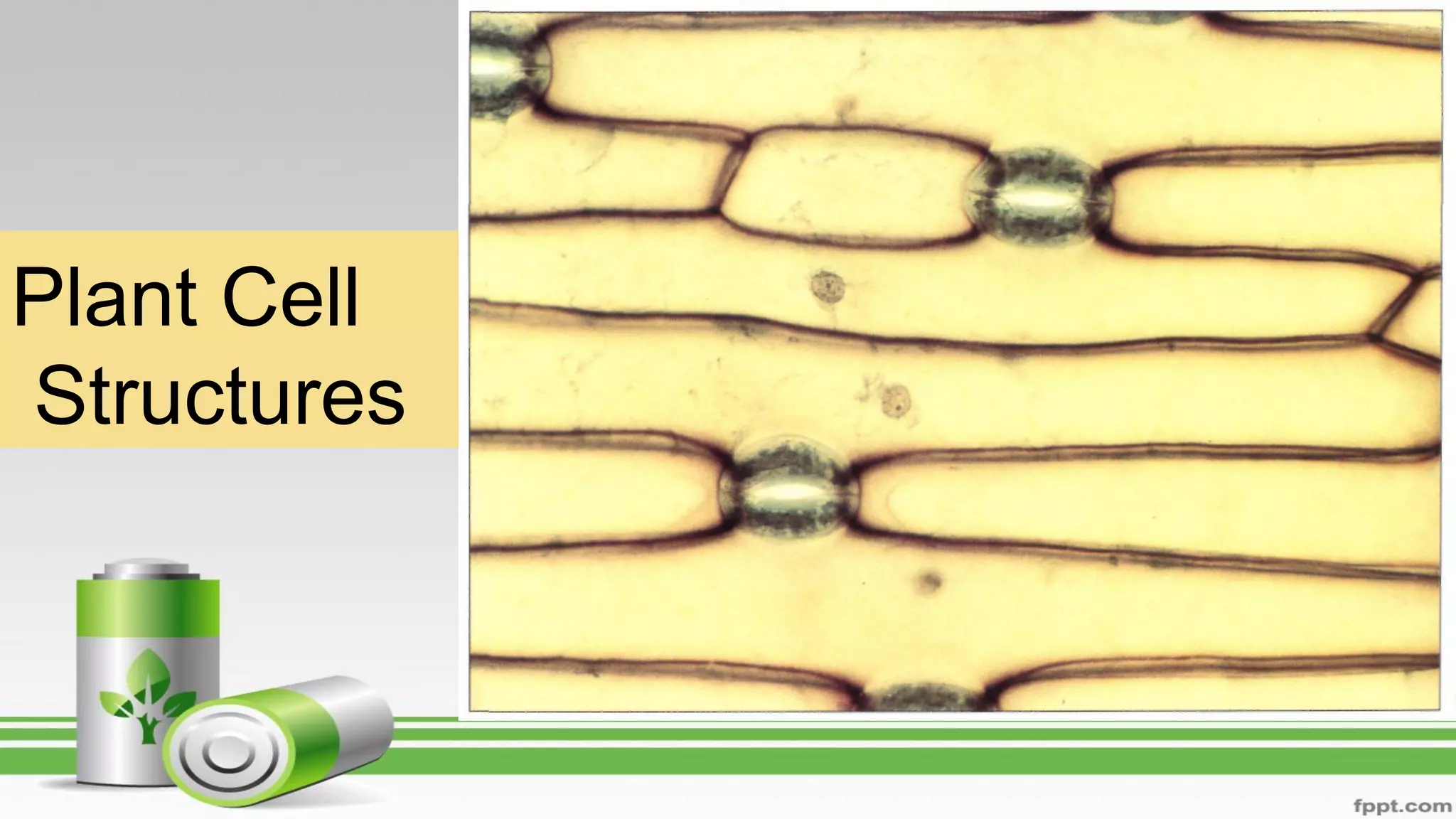 Lec 2 plant cell structures | PDF