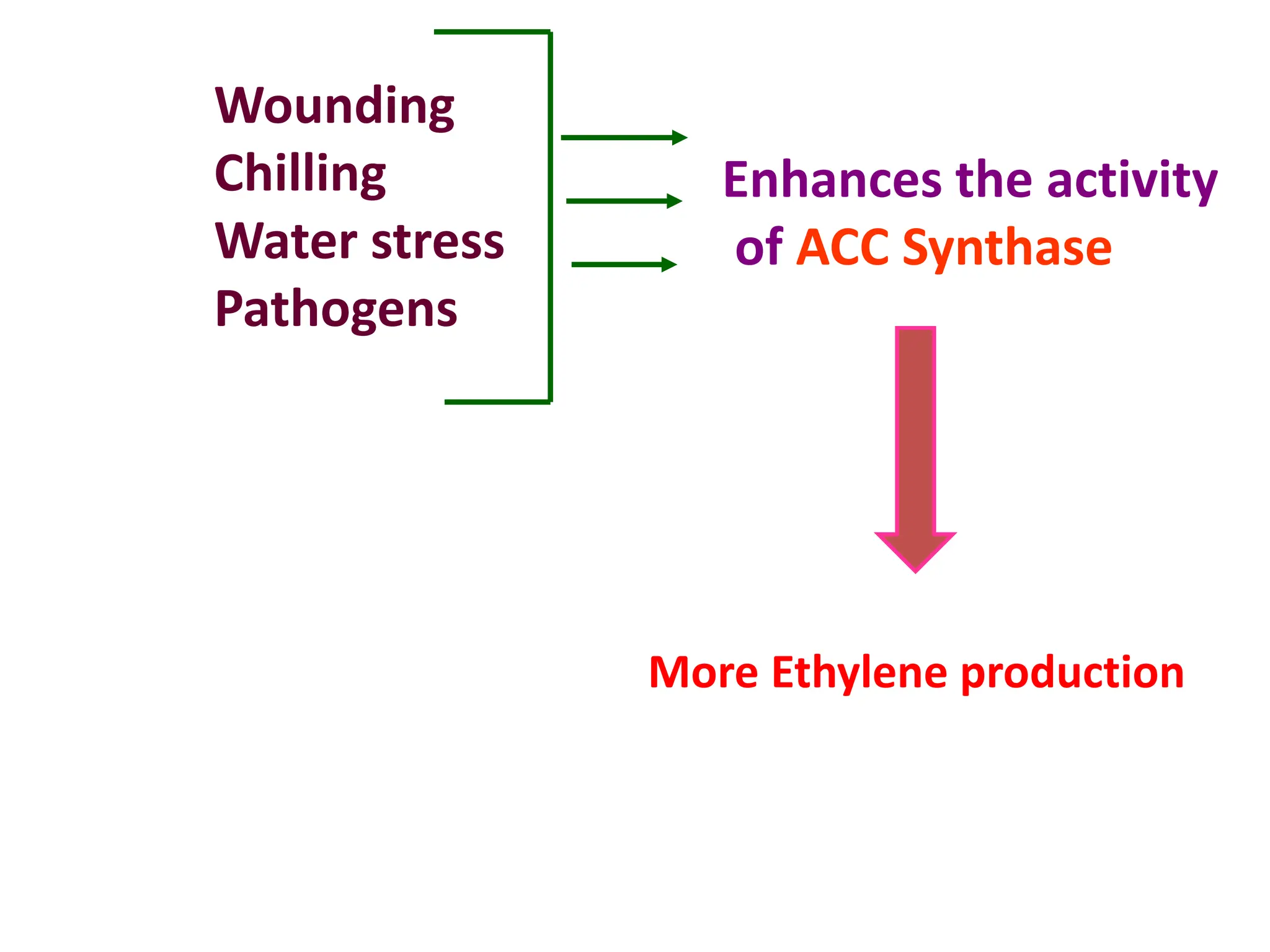 Nutrients and functions cytokinin,ethylene & abscisic acid | PPTX