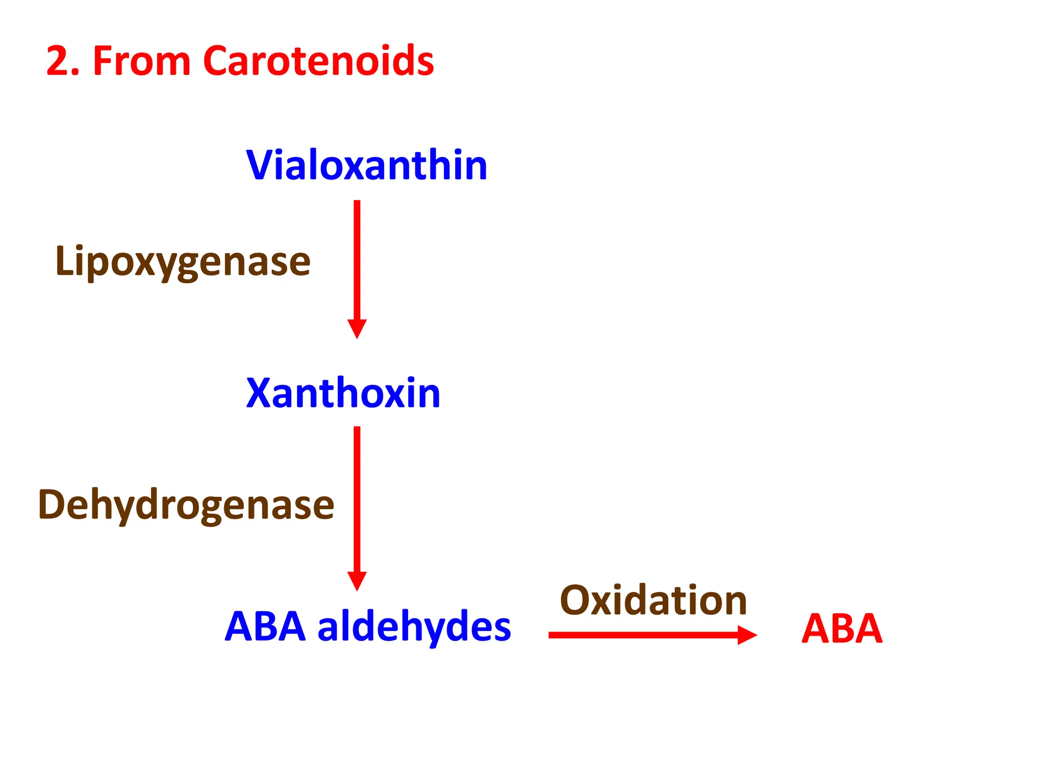 Nutrients and functions cytokinin,ethylene & abscisic acid | PPTX