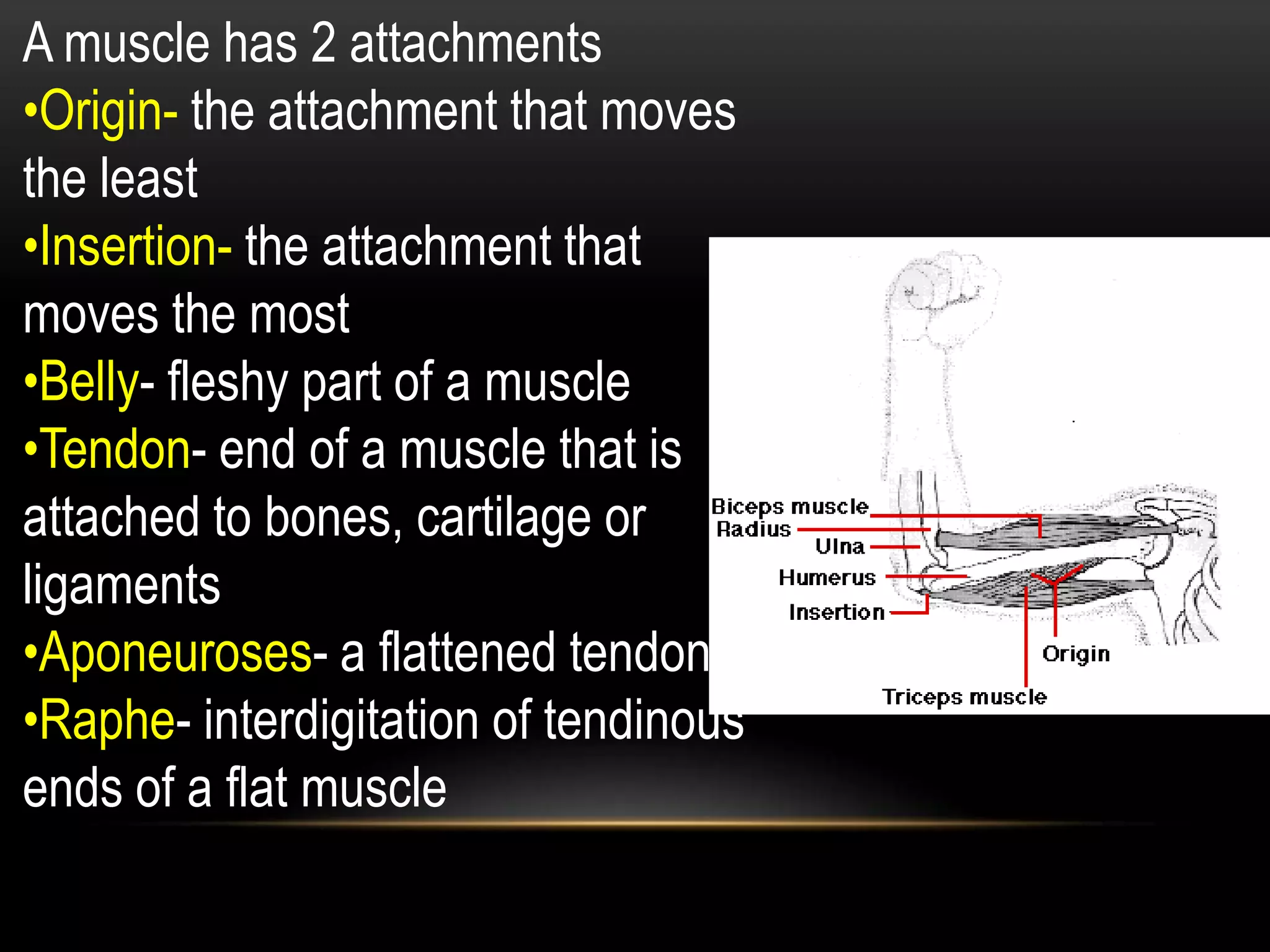 Introduction to Anatomy (Muscular System) | PPTX