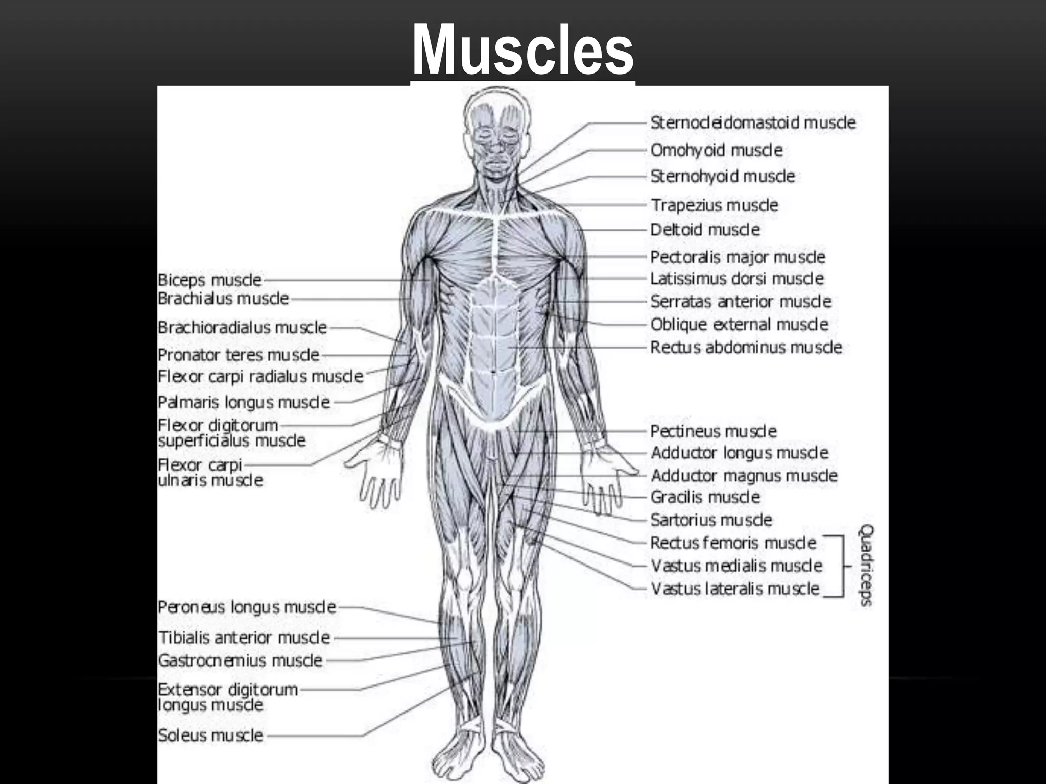 Introduction to Anatomy (Muscular System) | PPTX | Physical Therapy ...