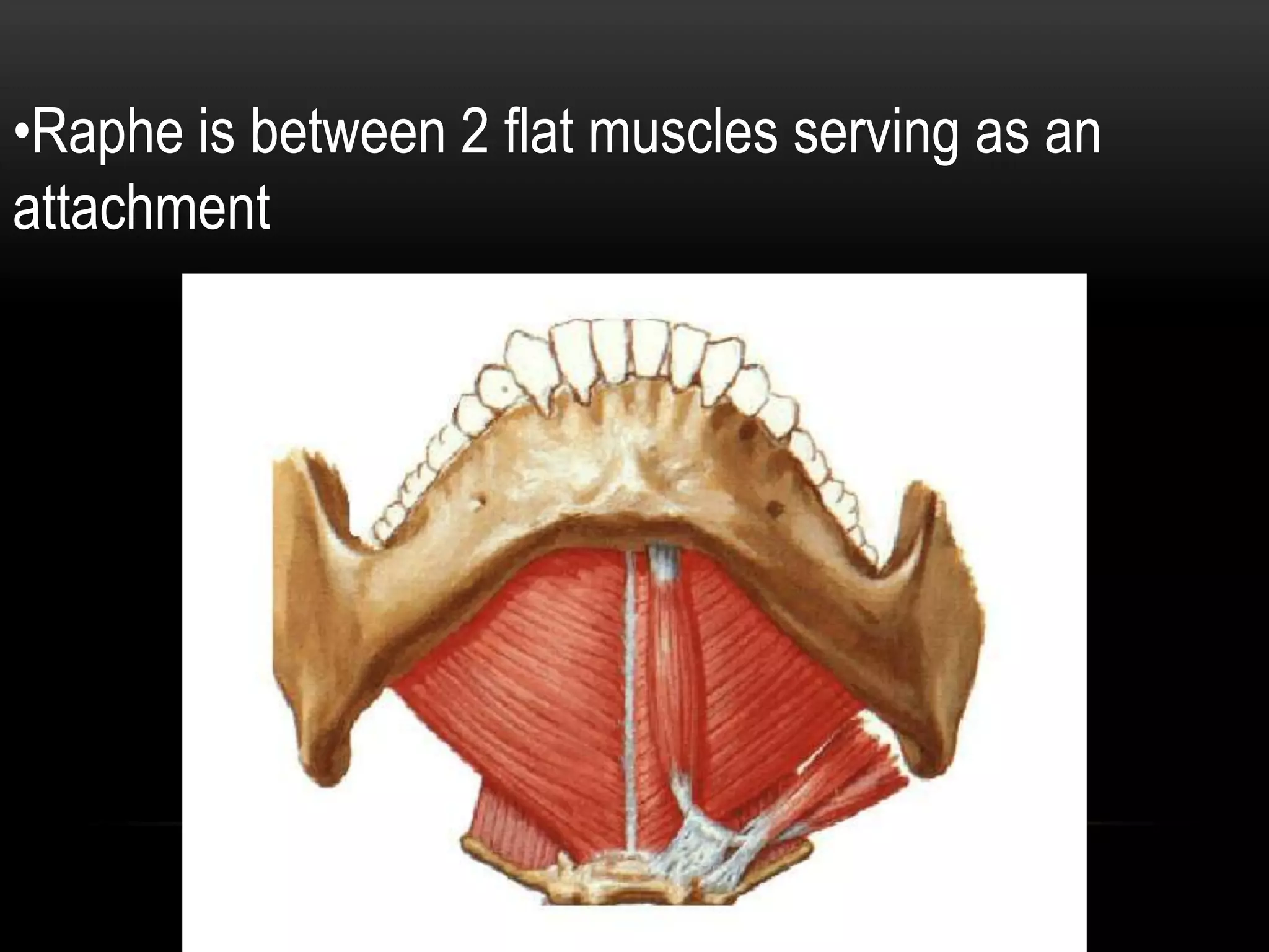 Introduction to Anatomy (Muscular System) | PPTX