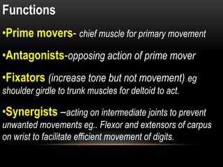 Introduction to Anatomy (Muscular System) | PPTX
