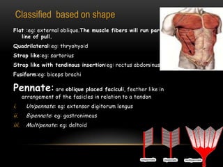 Introduction to Anatomy (Muscular System) | PPTX