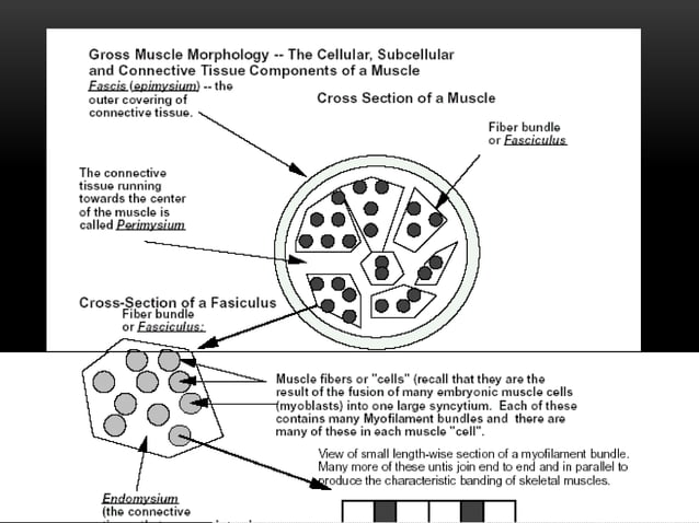 Introduction to Anatomy (Muscular System) | PPTX | Physical Therapy ...