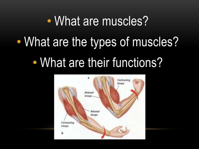 Introduction to Anatomy (Muscular System) | PPTX | Physical Therapy ...