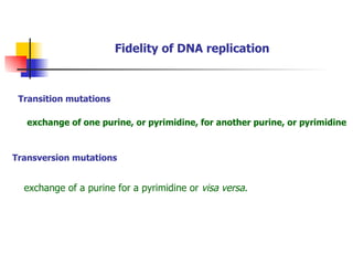 DNA replication | PPT