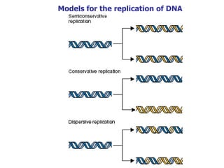 DNA replication | PPT