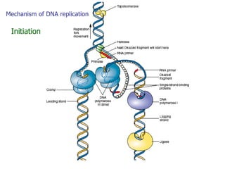 DNA replication | PPT