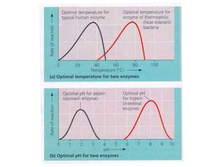 Lec21 Enzymes | PPTX