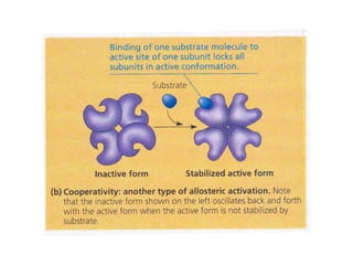 Lec21 Enzymes | PPTX