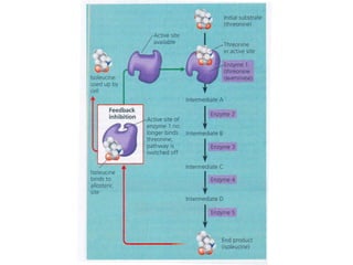 Lec21 Enzymes | PPTX