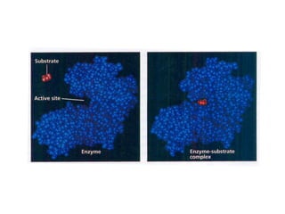 Lec21 Enzymes | PPTX