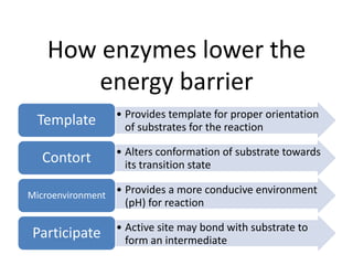 Lec21 Enzymes | PPTX