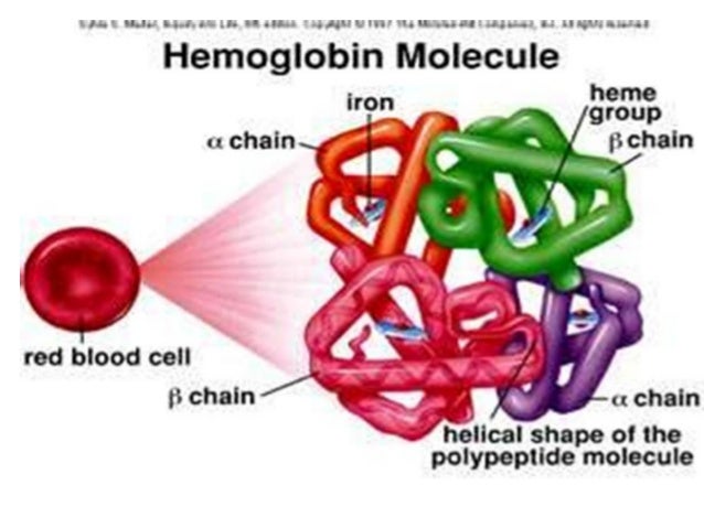 Lec 2,3 level 4-de(heme and hemoglobin)